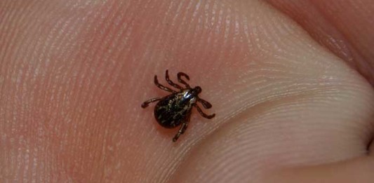 garrapata de venado Archives - Medical Press