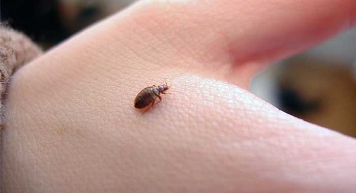 Picaduras de chinches: lo que necesitas saber