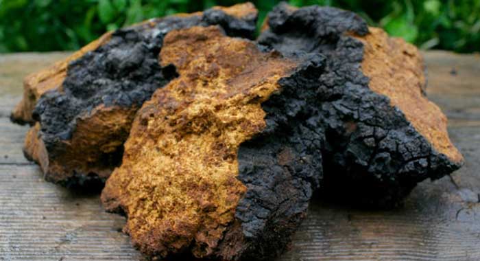 Hongo Chaga: nueve beneficios potenciales para la salud